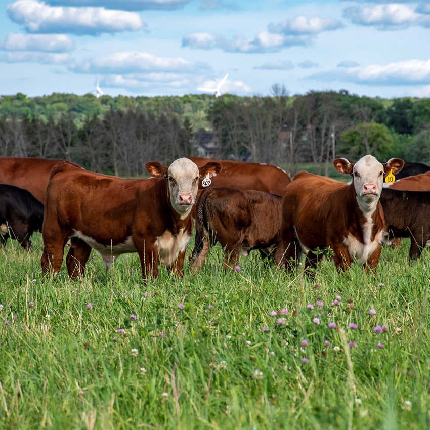 Huth Polled Herefords, S&H Livestock Enterprises
