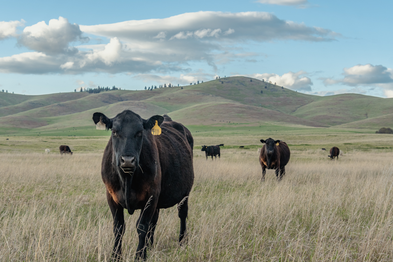 G&G Livestock and Cathey Cattle Company