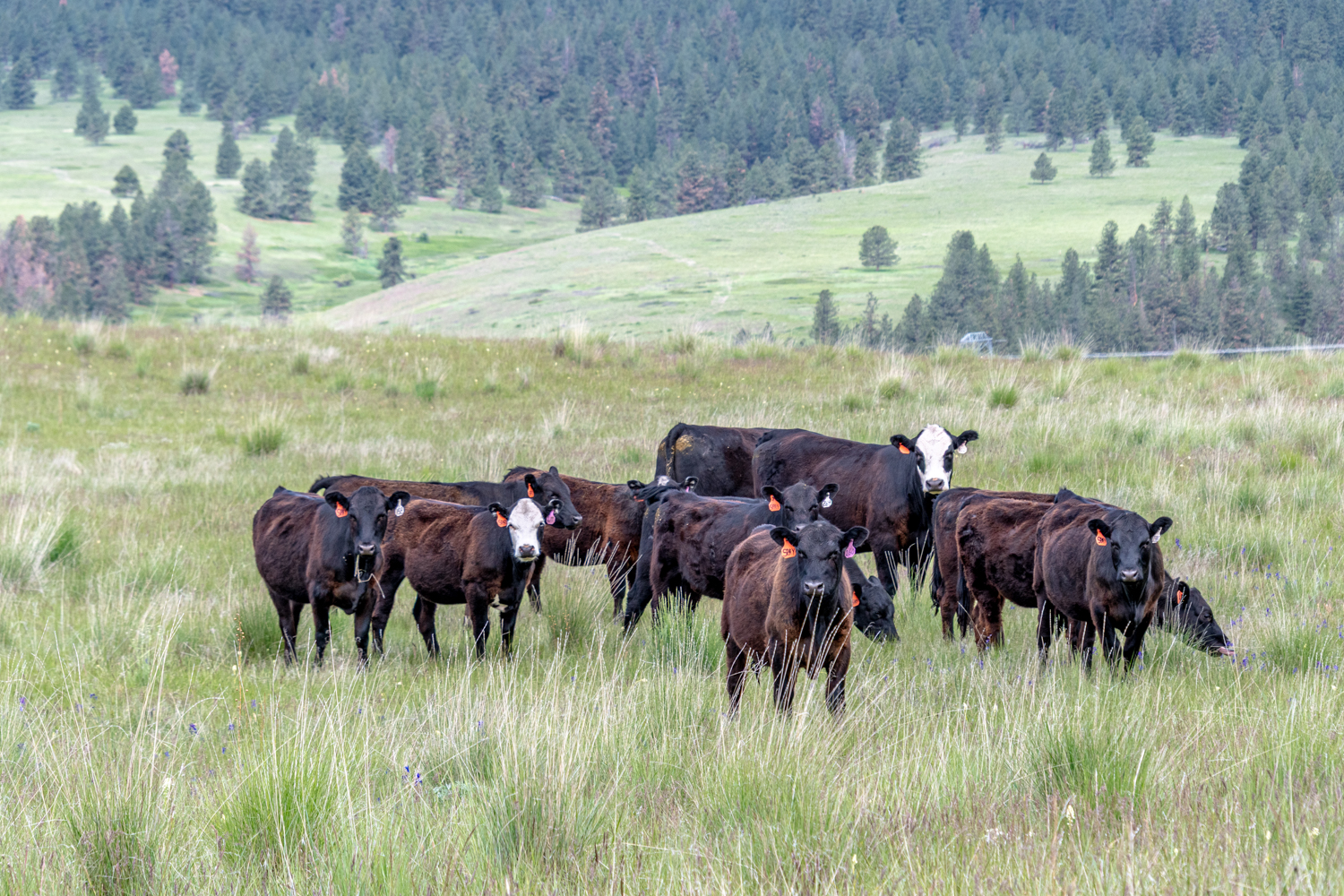 G&G Livestock and Cathey Cattle Company